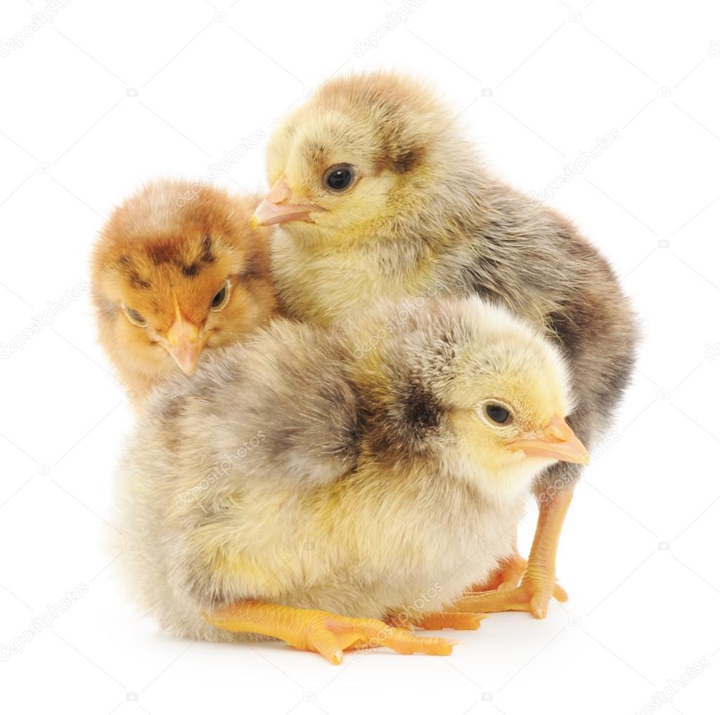 Three cute chicks isolated on white Stock Photo by ©Tsekhmister 43904411