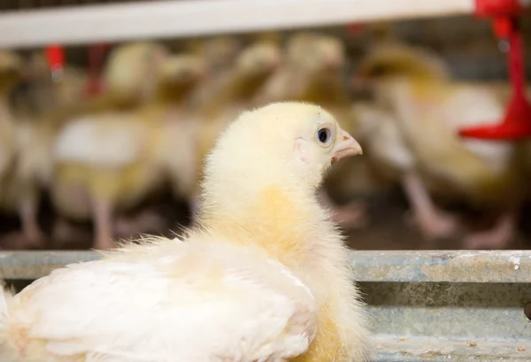 Broiler Stock Photos, Royalty Free Broiler Images | Depositphotos