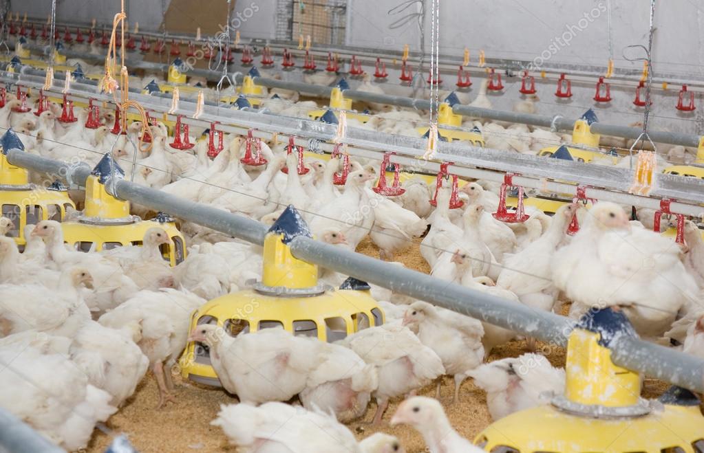 Chicken . Poultry farm — Stock Photo © kharhan #14832121