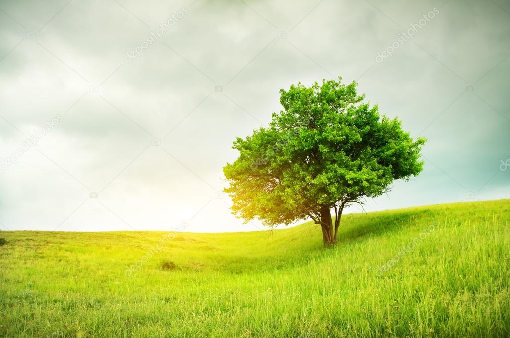 Beautiful Oak Tree Photography