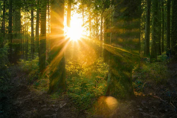 Forest sunset Stock Photos, Royalty Free Forest sunset Images | Depositphotos