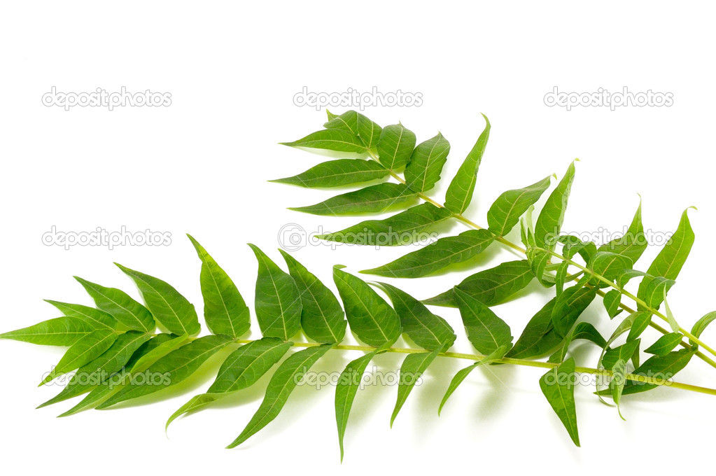 Two sprigs of green plants Stock Photo by ©astral 14638645