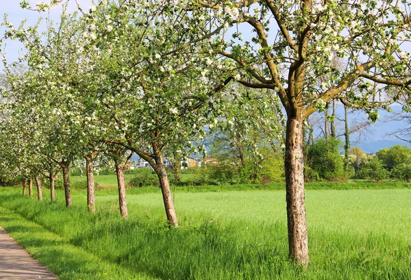 18,429 Fruit trees in bloom Stock Photos, Fruit trees in bloom Images ...