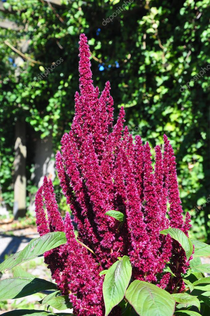 Red amaranth (Amaranthus cruentus) Stock Photo by ©rbiedermann 12783043