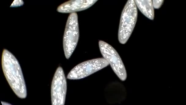 Infusoria ao microscópio — Vídeo © Dimarion #37980277