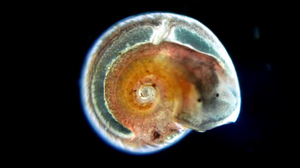 72 Shell anatomy Videos, Royalty-free Stock Shell anatomy Footage ...