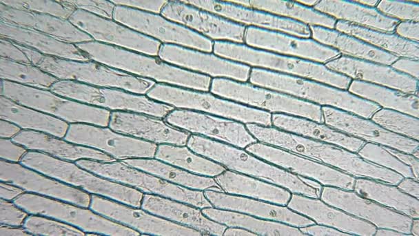 UI cellen met grote kern onder Microscoop — Stockvideo © Dimarion #37985075