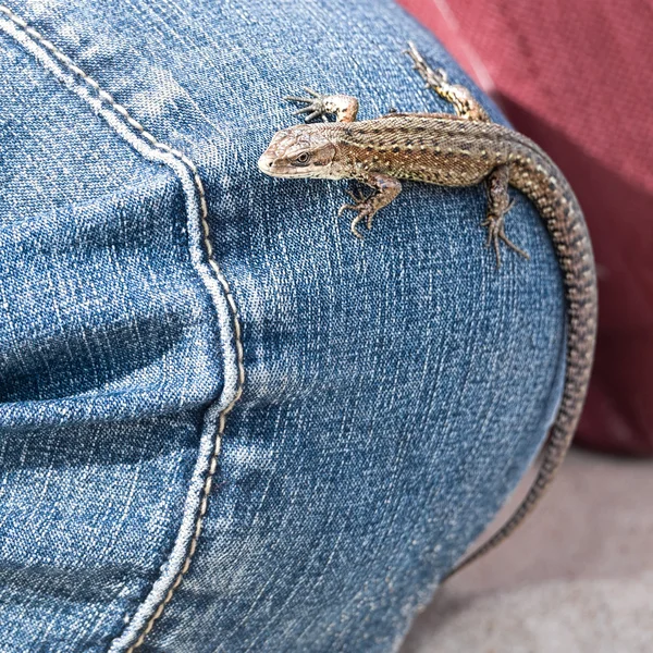 Jeans detail — Stock Photo © jukai5 #1079469