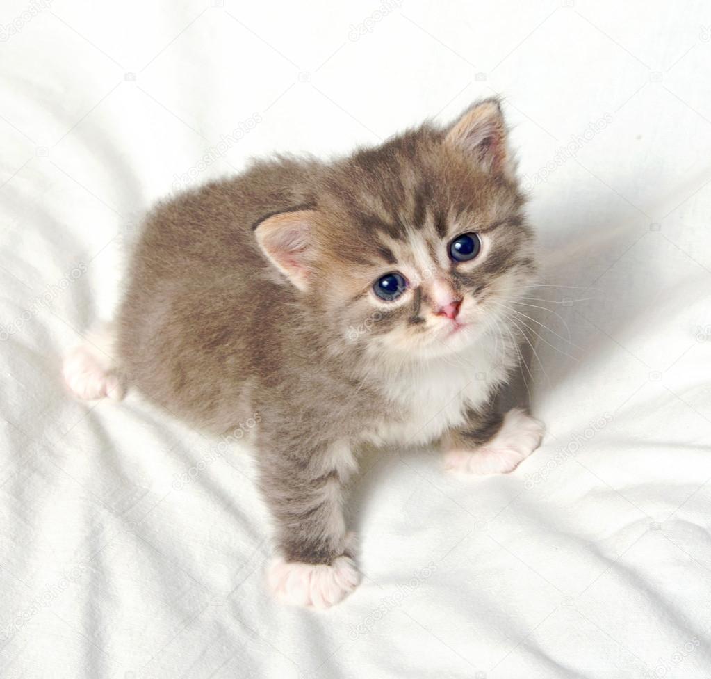 Small cute kitten. — Stock Photo © rrraum #49419515