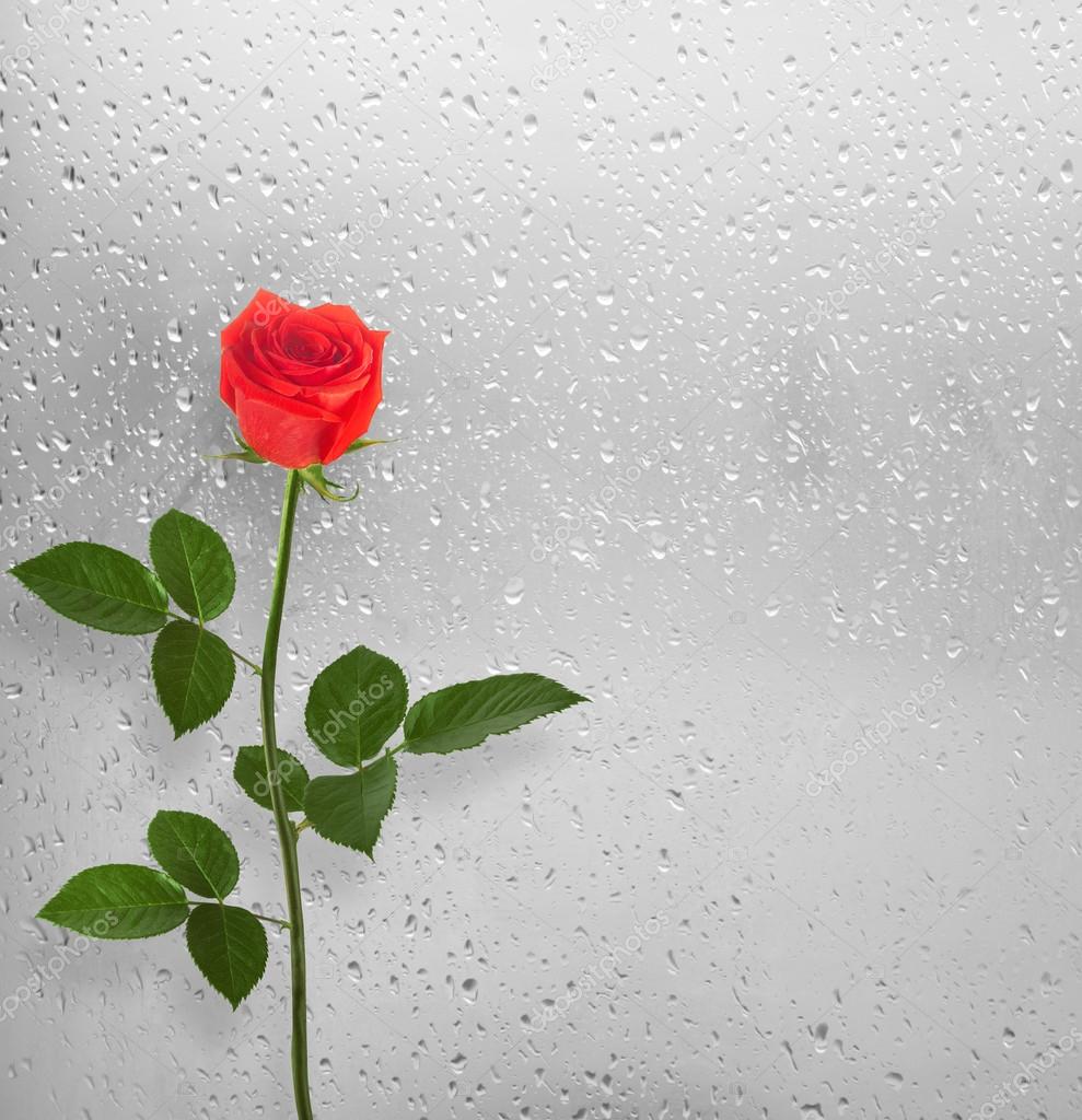 Raindrops Falling On Yellow Roses