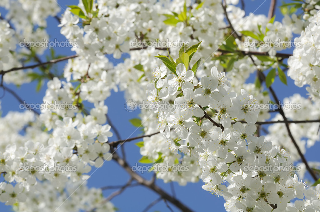 Cseresznye fa, fehér virágok tavasszal — Stock Fotó © Digifuture #13243503