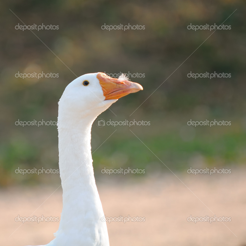 White Domestic Goose with Feather in Its Nostril — Stock Photo ...