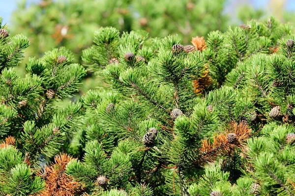 Sunlit pine trees Stock Photos, Royalty Free Sunlit pine trees Images ...