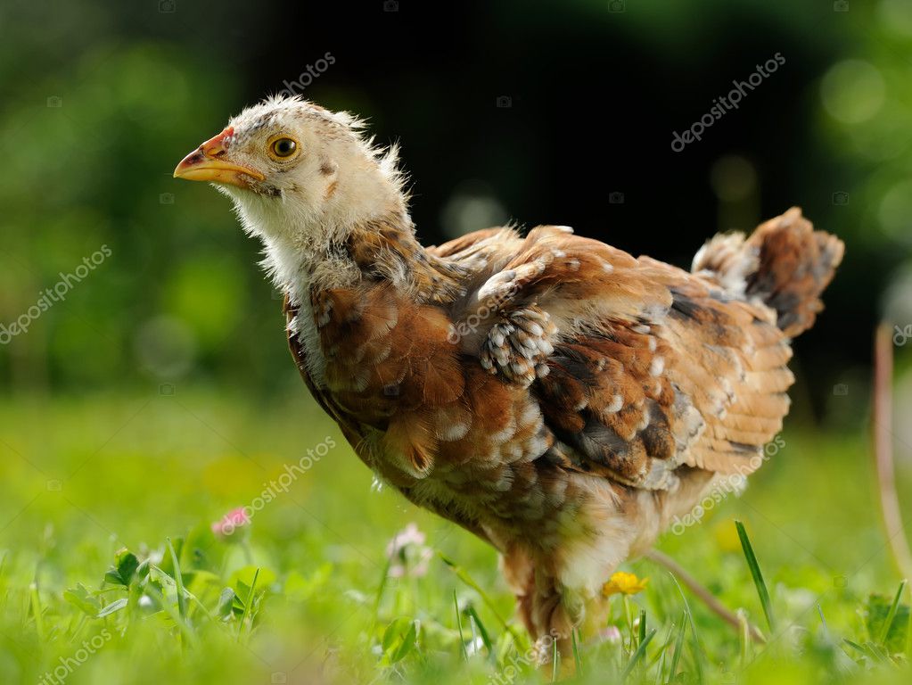 Cute Little Chicken Close-Up Stock Photo by ©Digifuture 26198927