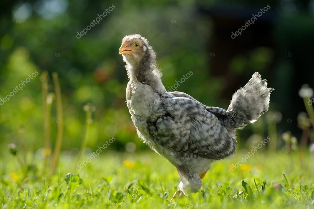 Surprised Chicken with Open Beak Looking at Camera with Curiosity Stock ...