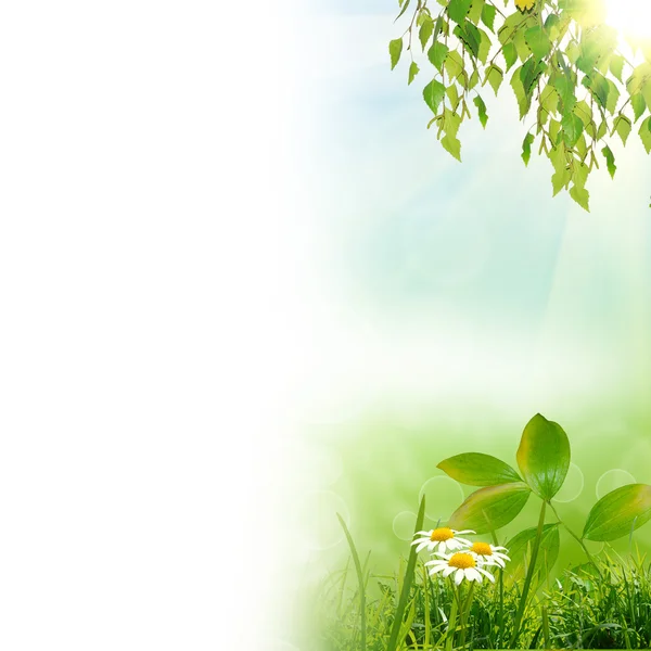 Bamboo border or background — Stock Photo © Pics4ads #13612705