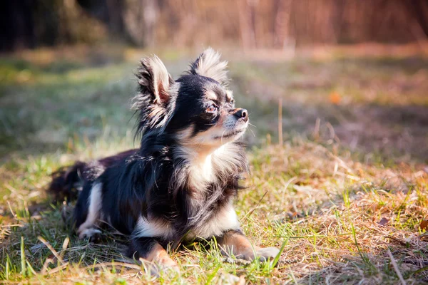 Two eared listener Stock Photos, Royalty Free Two eared listener Images ...