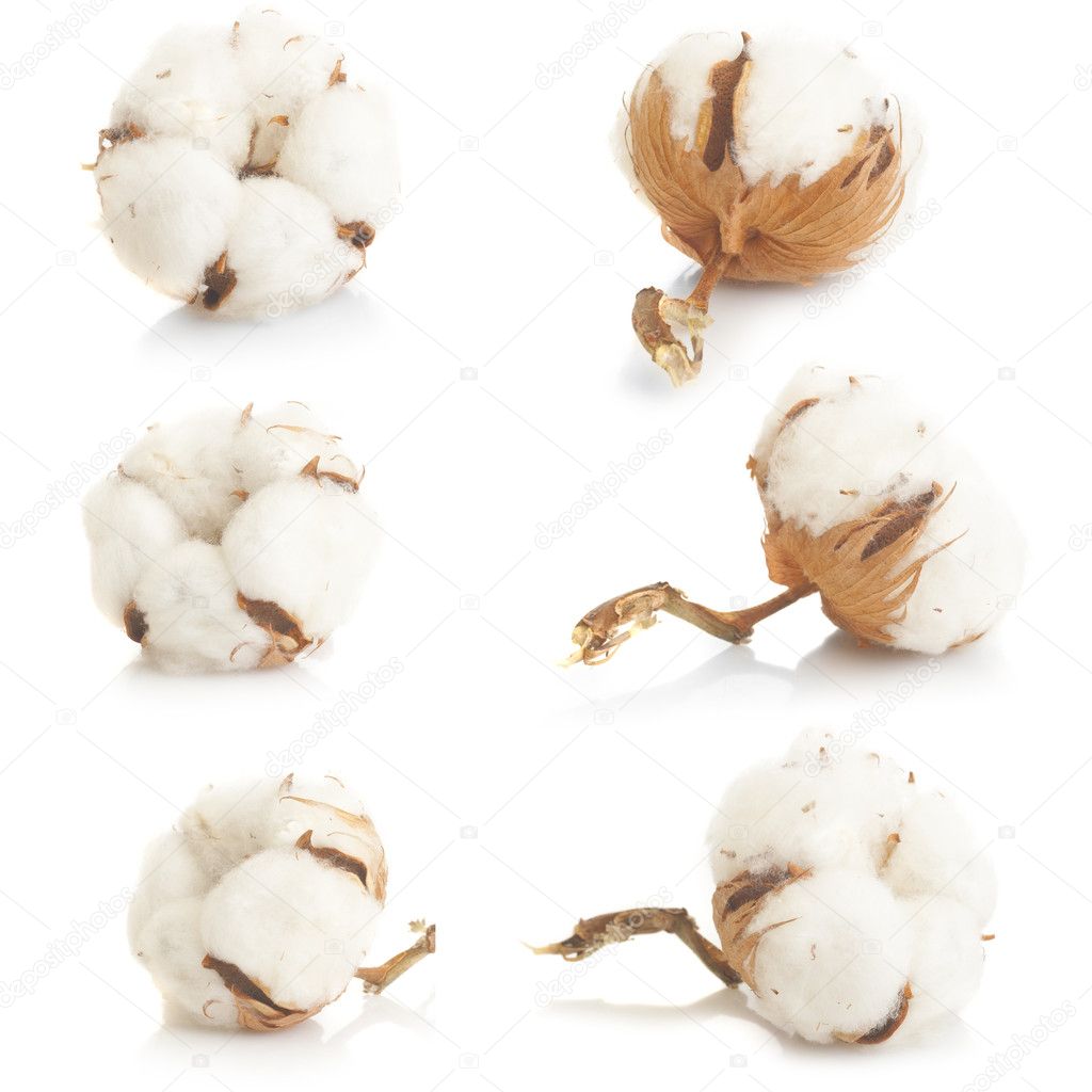 Cotton plant — Stock Photo © nanka-photo #13391333