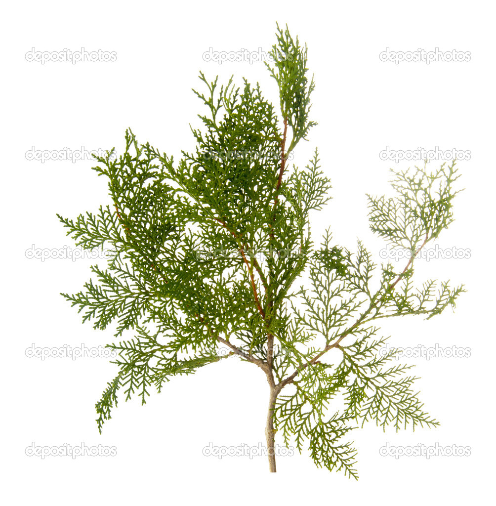 Branch of thuja tree — Stock Photo © nanka-photo #16984071