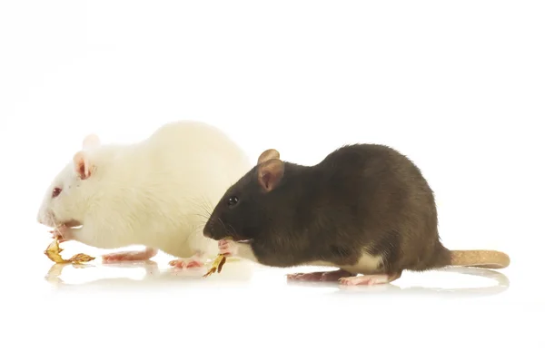 Lab mice Stock Photos, Royalty Free Lab mice Images | Depositphotos®