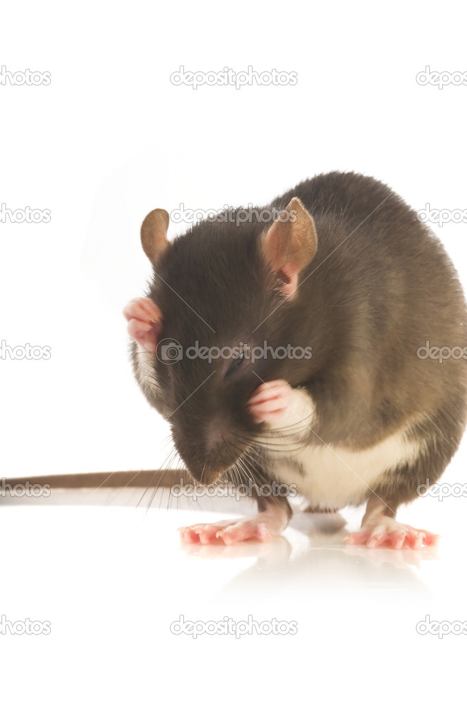 Black rat ⬇ Stock Photo, Image by © nanka-photo #29737839