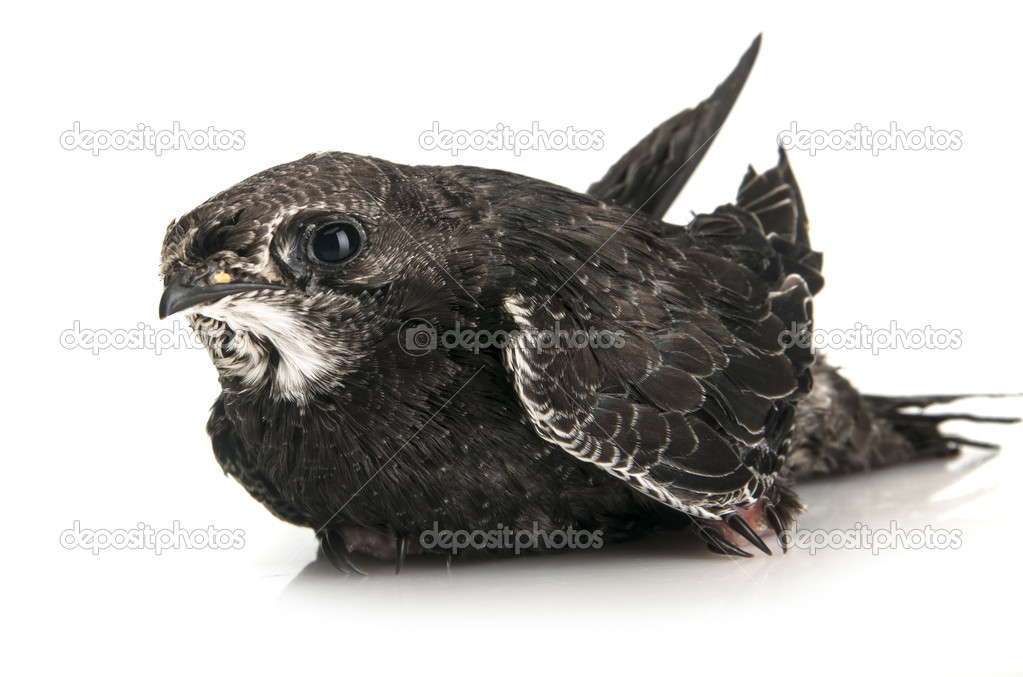 Young Eurasian Apus (genus) Stock Photo by ©nanka-photo 31218441