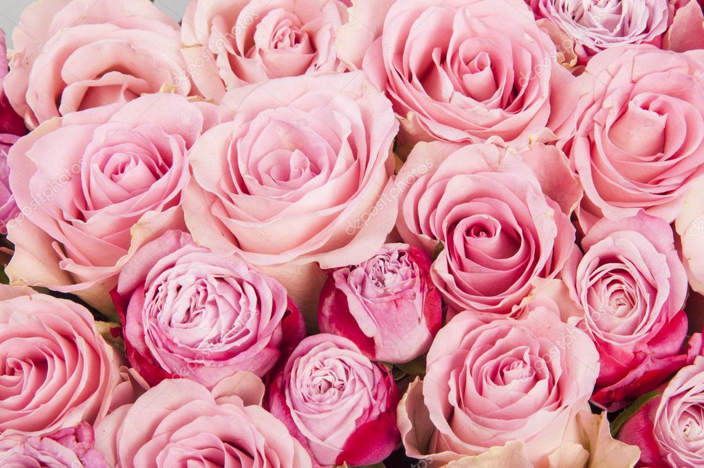 Real Roses Backgrounds