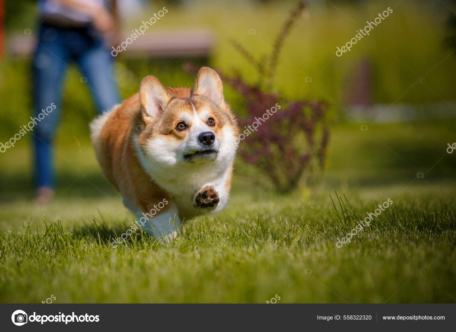 Corgi Puppy Running