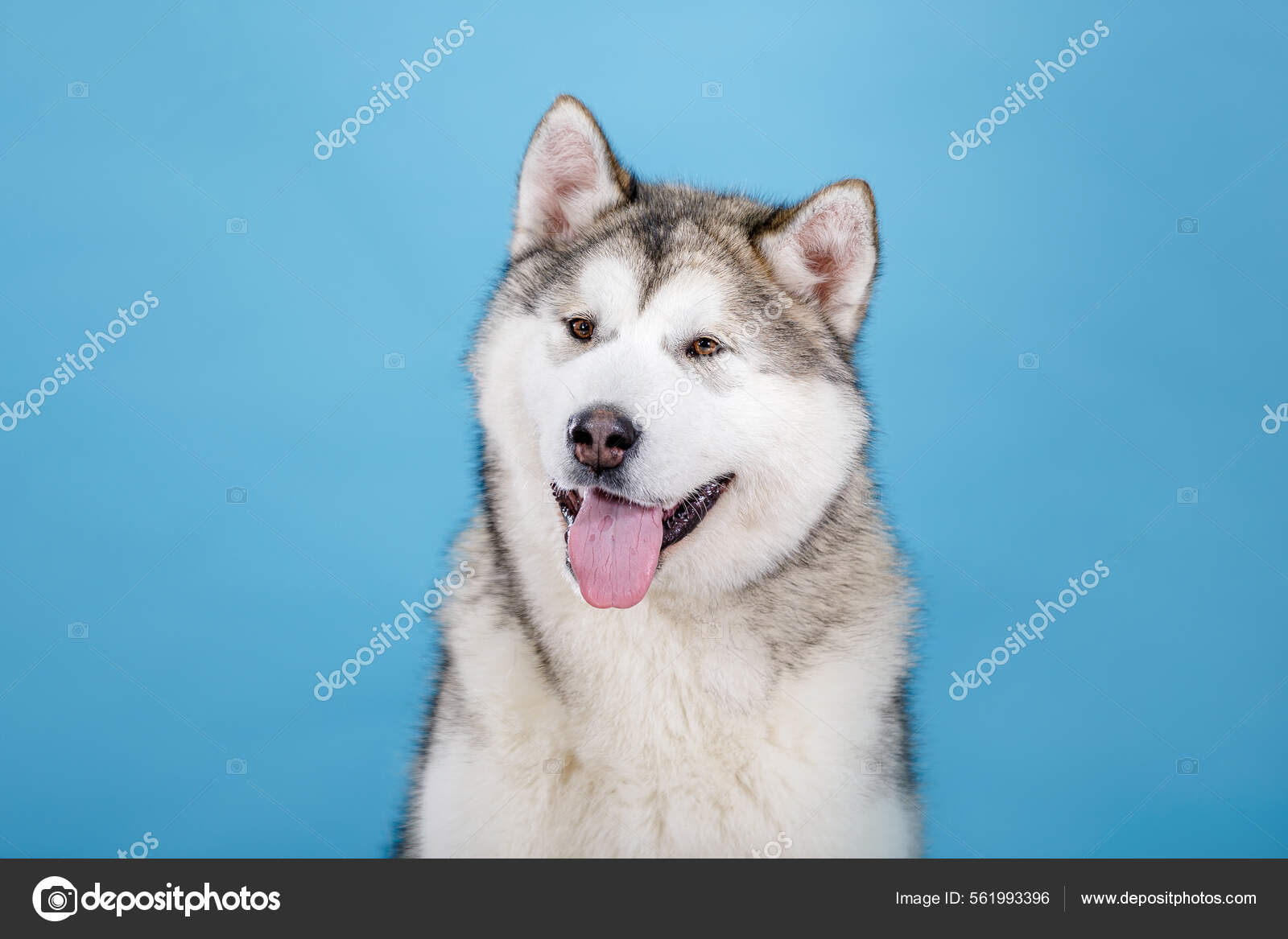 Smiling Puppy Husky