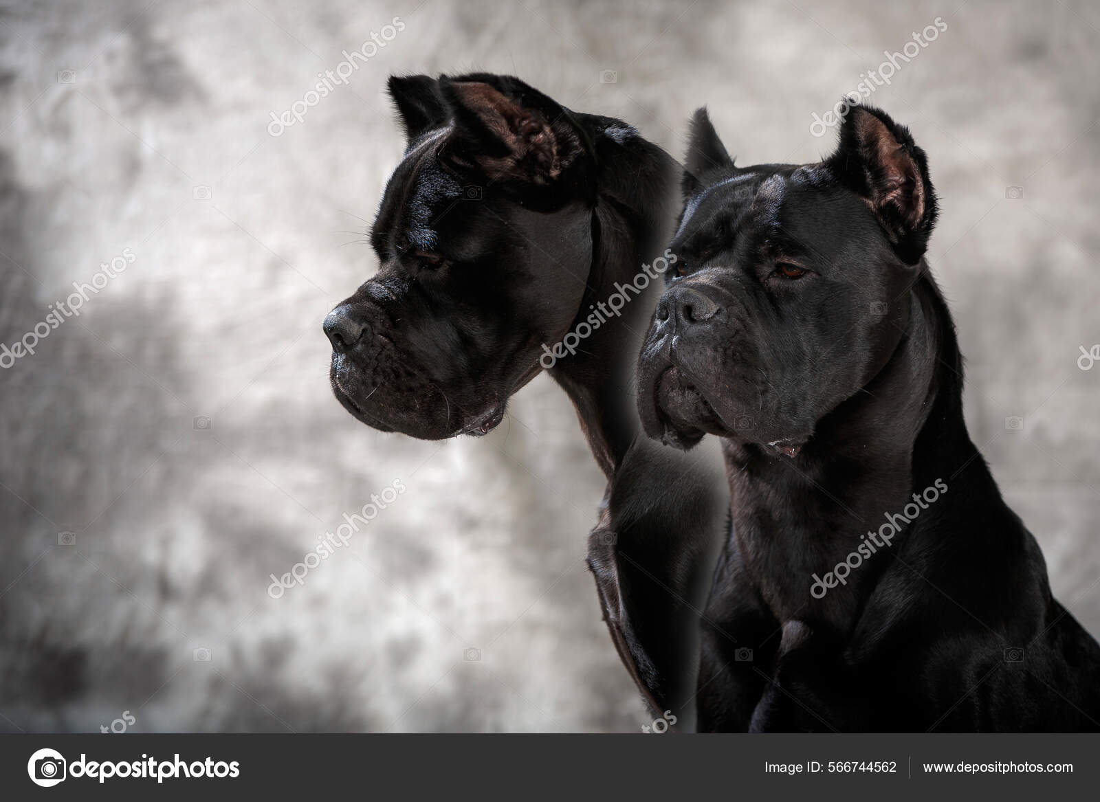 Black Italian Mastiff