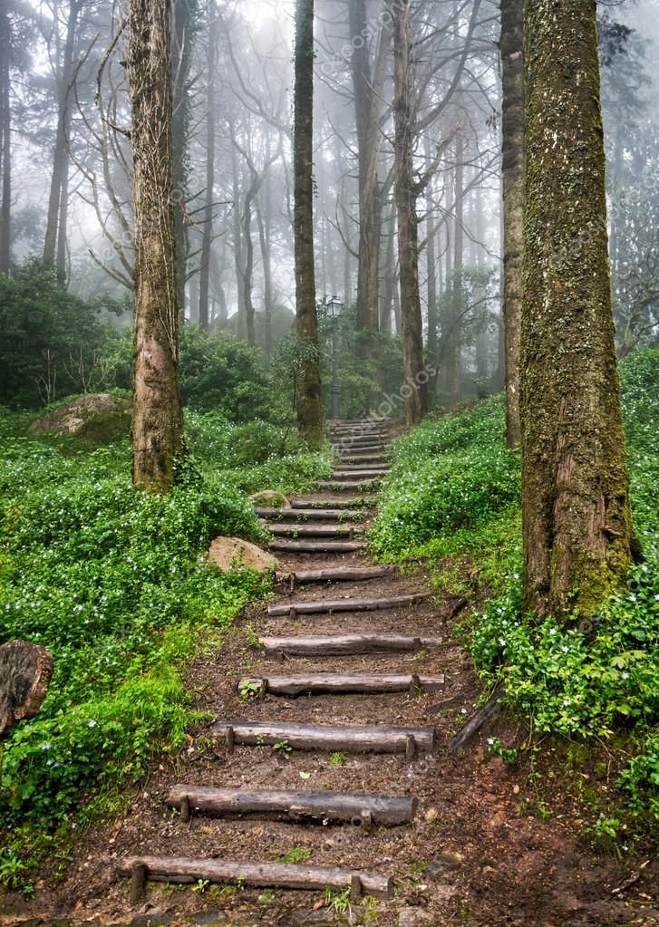Forest path Stock Photo by ©gilmanshin 25196013