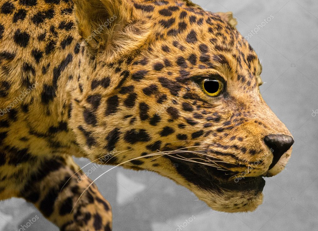 Leopard Stock Photo by ©gilmanshin 38546713