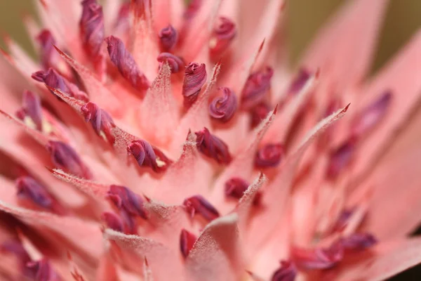 Protea flowers Stock Photos, Royalty Free Protea flowers Images ...