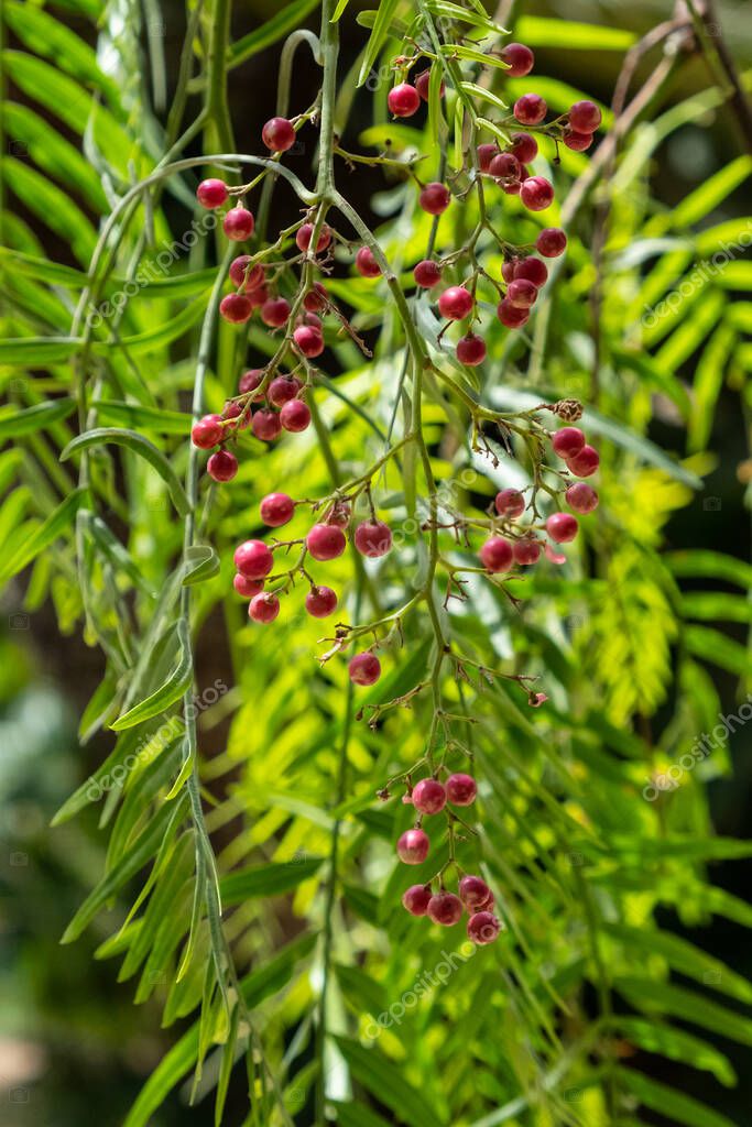 Schinus molle fruta roja en el árbol. Árbol de pimienta peruana 2024