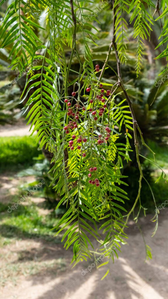 Schinus molle fruta roja en el árbol. Árbol de pimienta peruana 2022