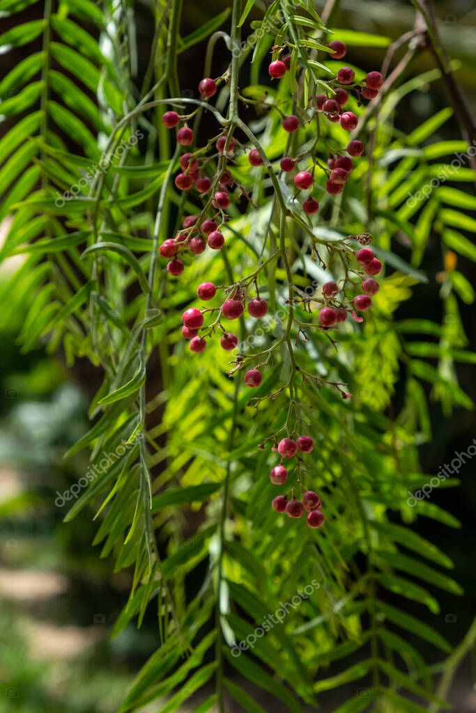 Schinus molle fruta roja en el árbol. Árbol de pimienta peruana 2022