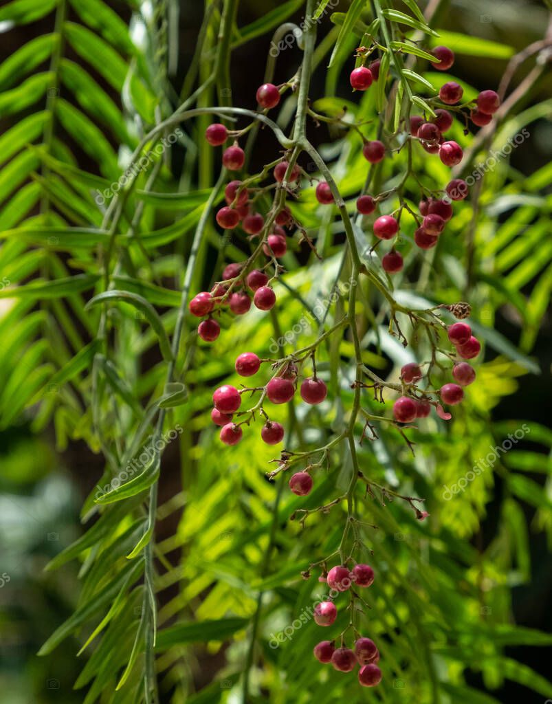 Schinus molle fruta roja en el árbol. Árbol de pimienta peruana 2022