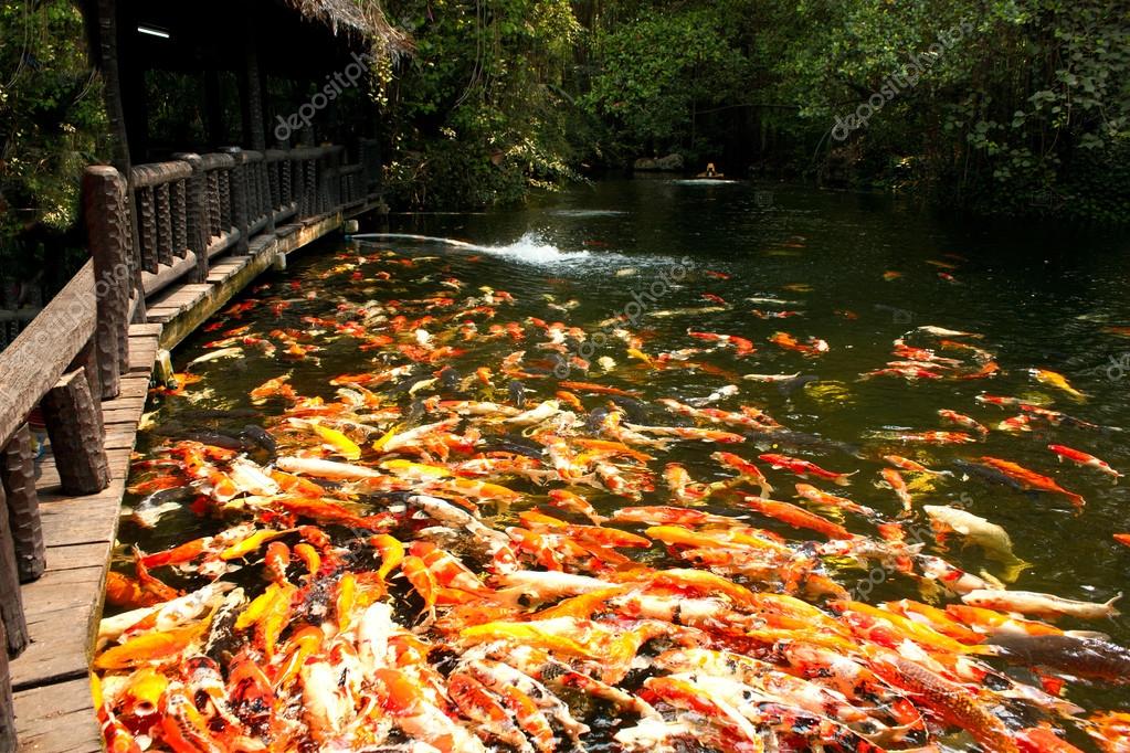 Garden Fish Pond Designs