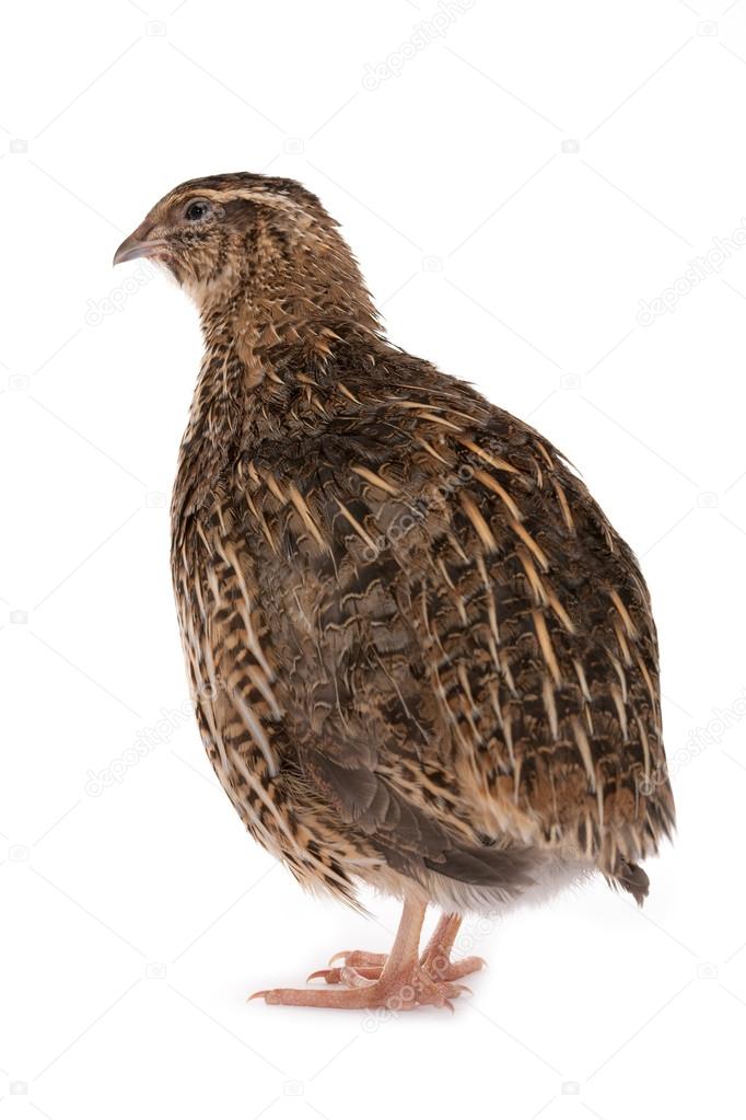 Japanese quail Stock Photo by ©Goruppa 30973015