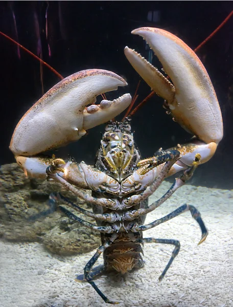 Lobster swimming Stock Photos, Royalty Free Lobster swimming Images ...