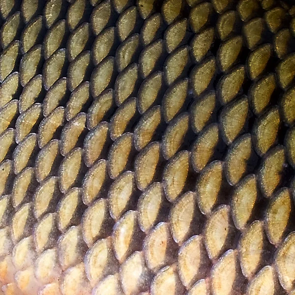 Fish scale Stock Photos, Royalty Free Fish scale Images | Depositphotos