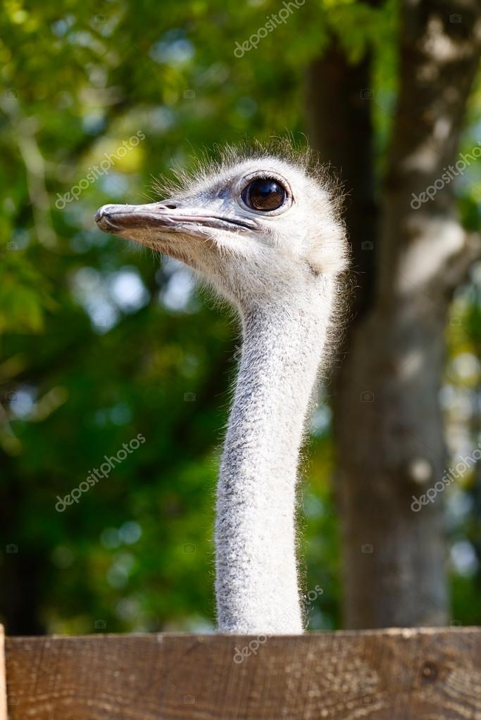 Emu head Stock Photo by ©Reanas 50290575