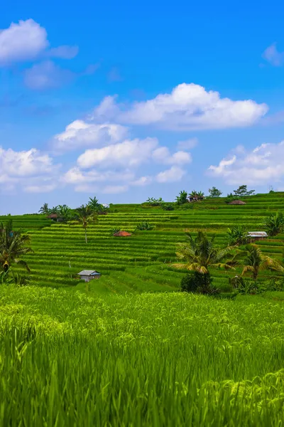 Rice fields indonesia Stock Photos, Royalty Free Rice fields indonesia ...