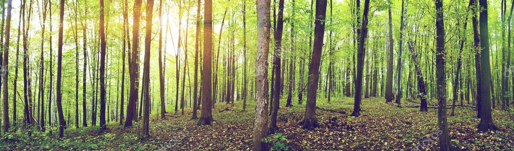 614,225 Forest panorama Stock Photos, Forest panorama Images ...