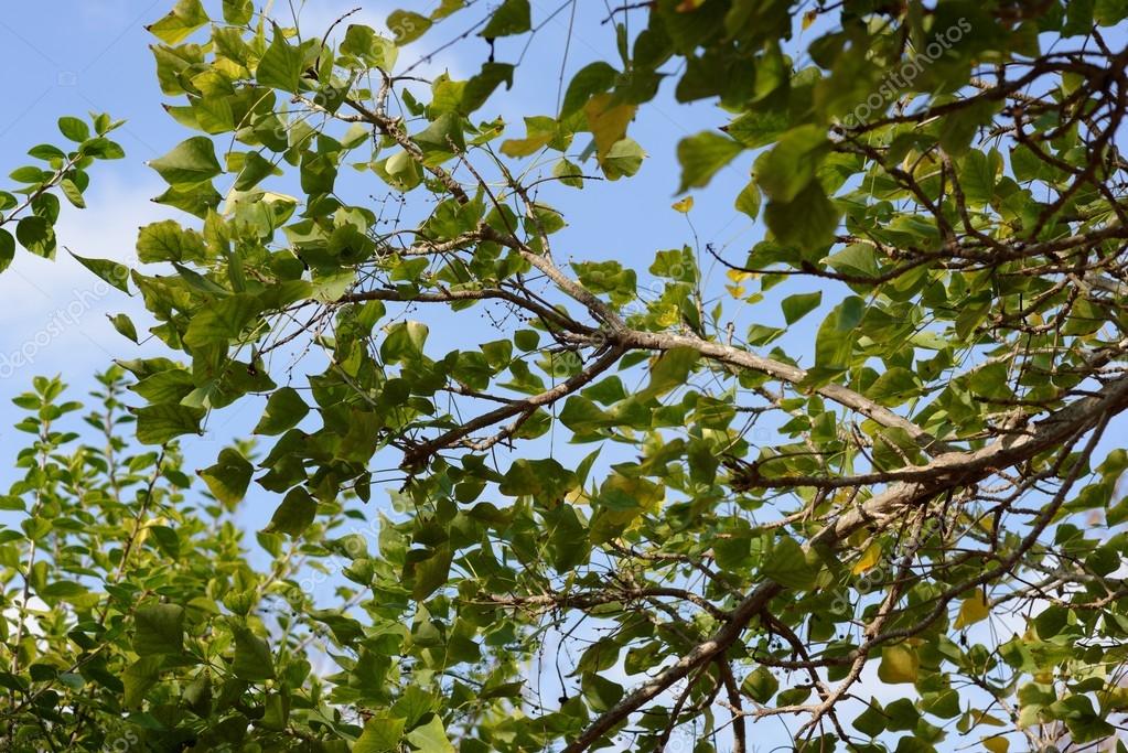 Deciduous tree branches and leaves on sky background Stock Photo by ...