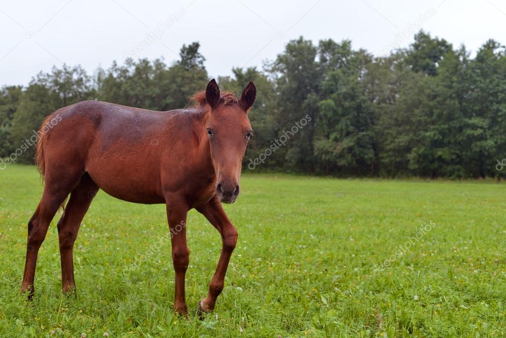 Horse hobbled Stock Photo by ©Zhelya 30275719