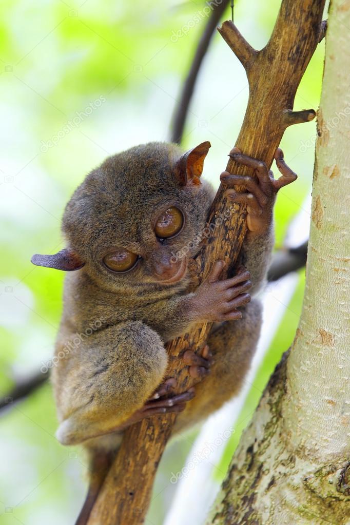 Tarsier Stock Photo by ©kjorgen 23482441