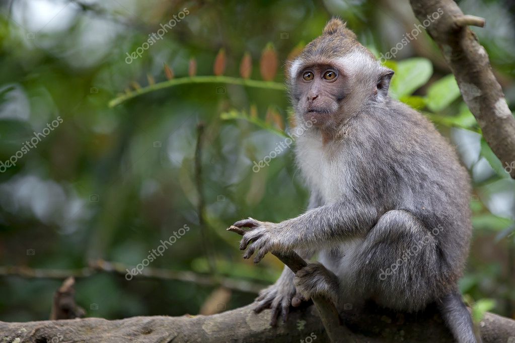 Singe macaque à longue queue — Photographie kjorgen © #27286469