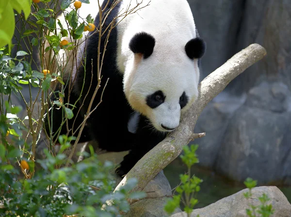 Panda Stock Photo by ©fotovincek 1321542