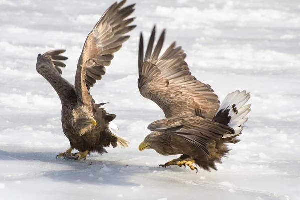 VasikO Portfolio: Stock Photos, Vectors, Video, Audio | Depositphotos